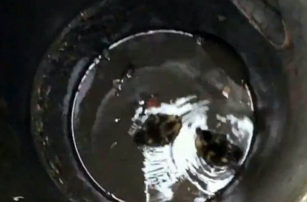 Watch - Hero rescues ducklings from drain with SAUCEPAN