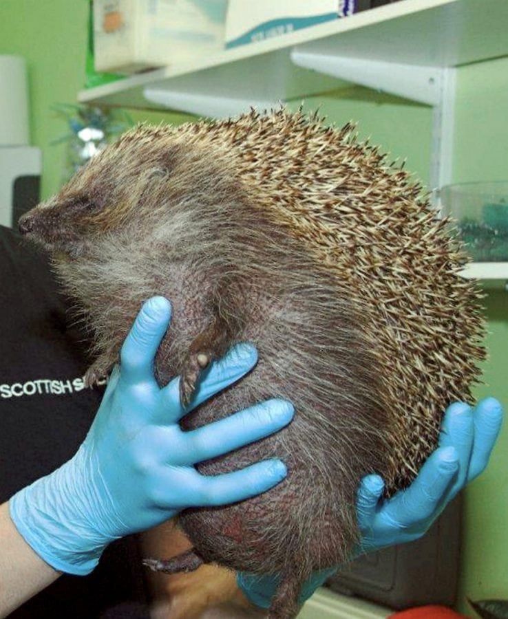 Hedgehog blows up like a beach ball