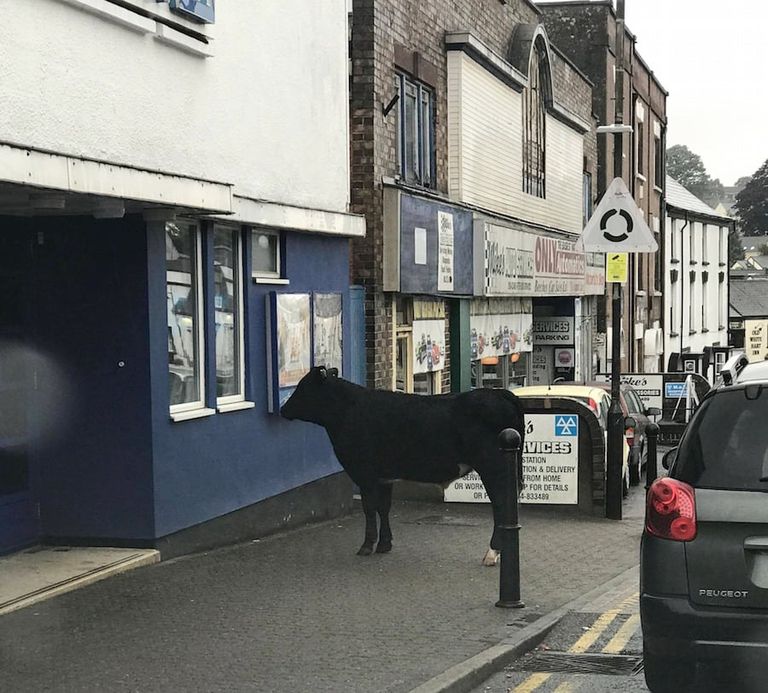 Off to the Moo-vies! Cow spotted checking out cinema listings