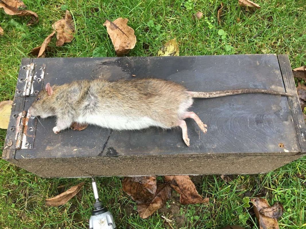 Horrified pest control expert claims he has killed Britain's biggest ...