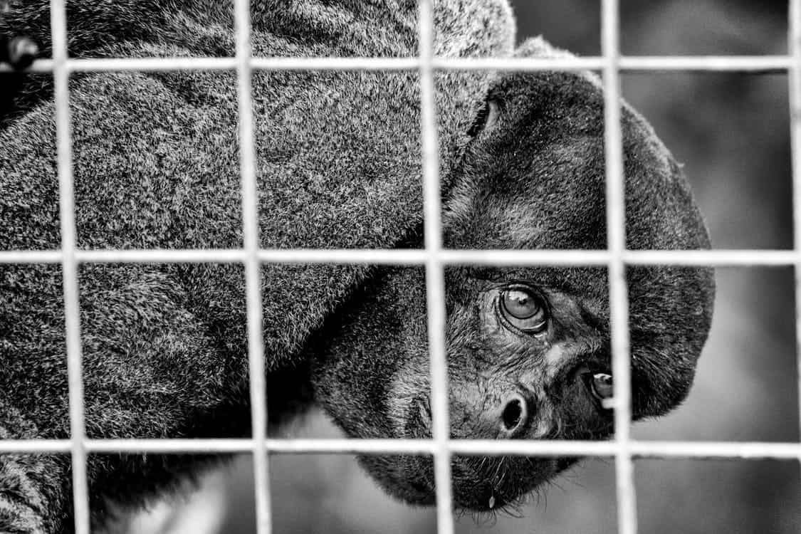 Volkswagen conduct toxic air tests on monkeys to promote "dirty diesel"