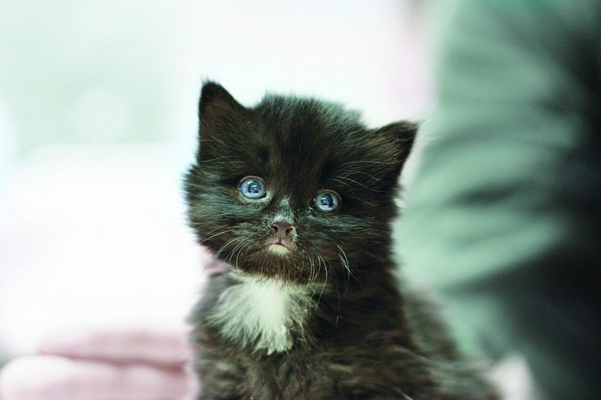 CLAWS TO DEATH - Five newborn kittens narrowly escaped being crushed to ...
