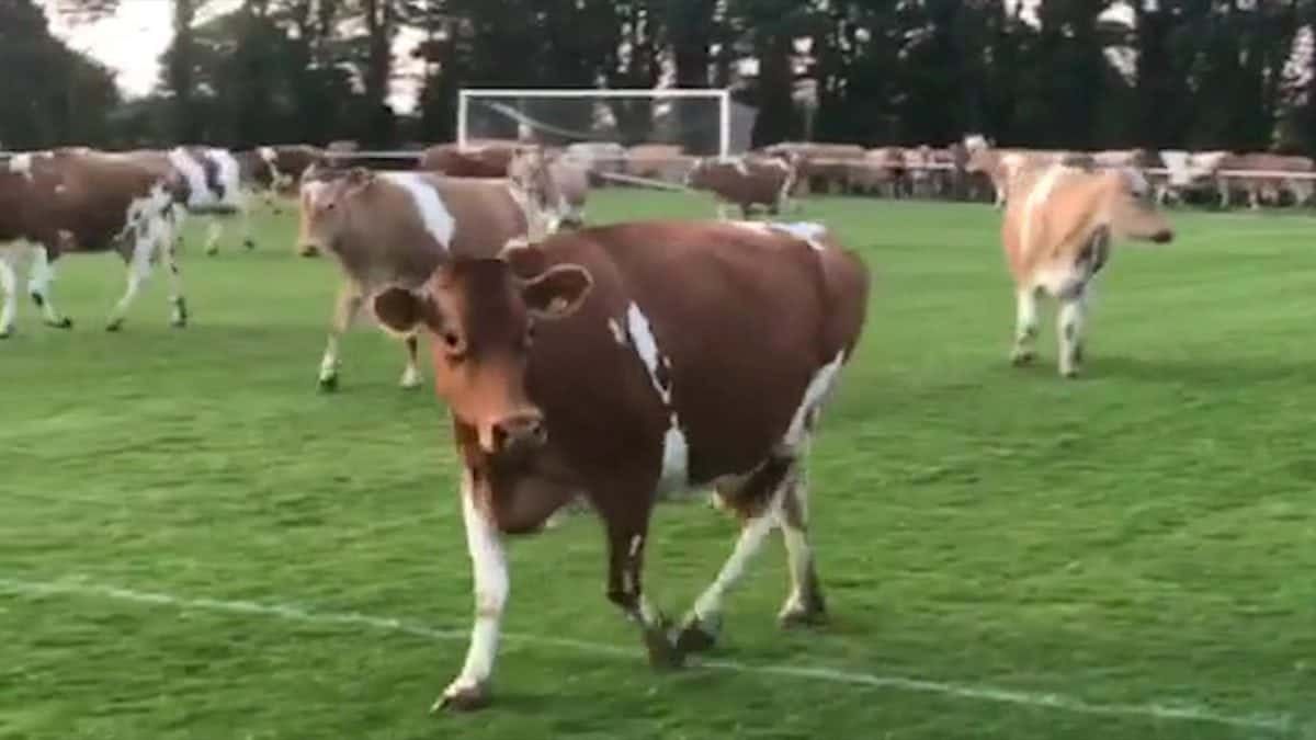 Football match abandoned when pitch invaded by cow ‘tsunami'
