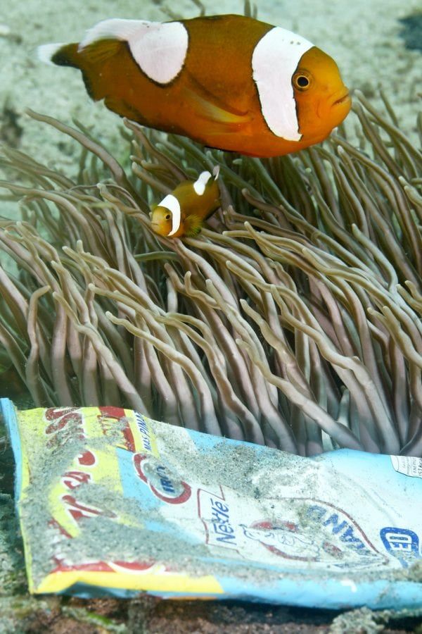 Finding plastic - how Nemo's underwater world is polluted by packaging