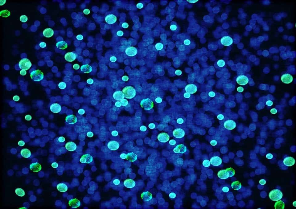 Bacteria spread thousands of miles around the globe through the air
