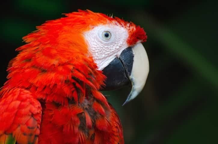 Secret of parrots' intelligence revealed