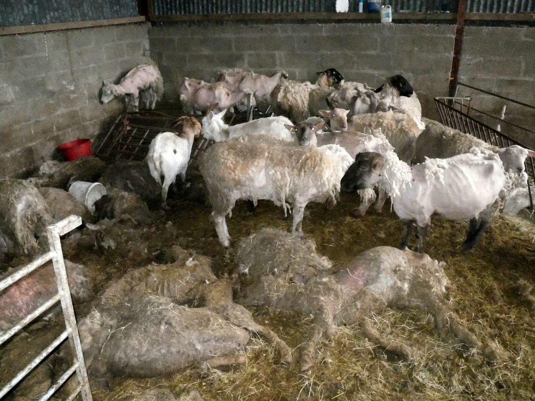 Animals still suffering on Britain's 'Farm from Hell' - as owner facing ...