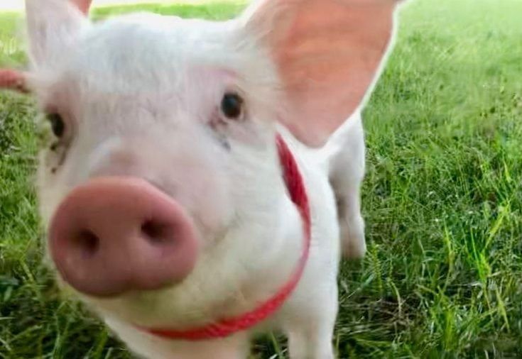 Watch - Piglet destined for the SLAUGHTER HOUSE finds new home on ...