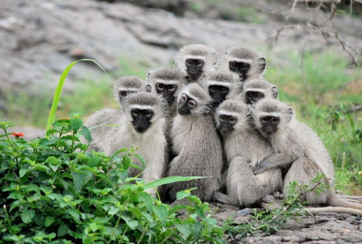 Female monkeys will only take lessons from other females - but males ...
