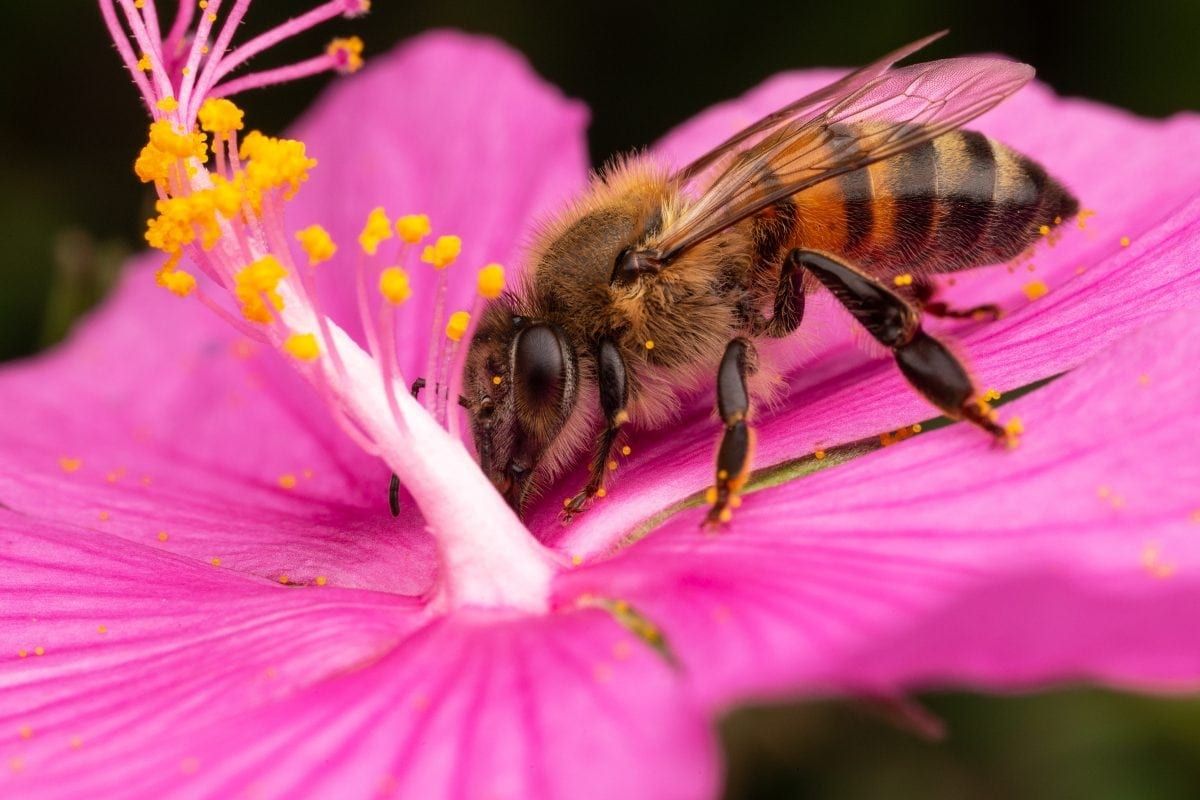 Bees 'being wiped out by common weed killer'