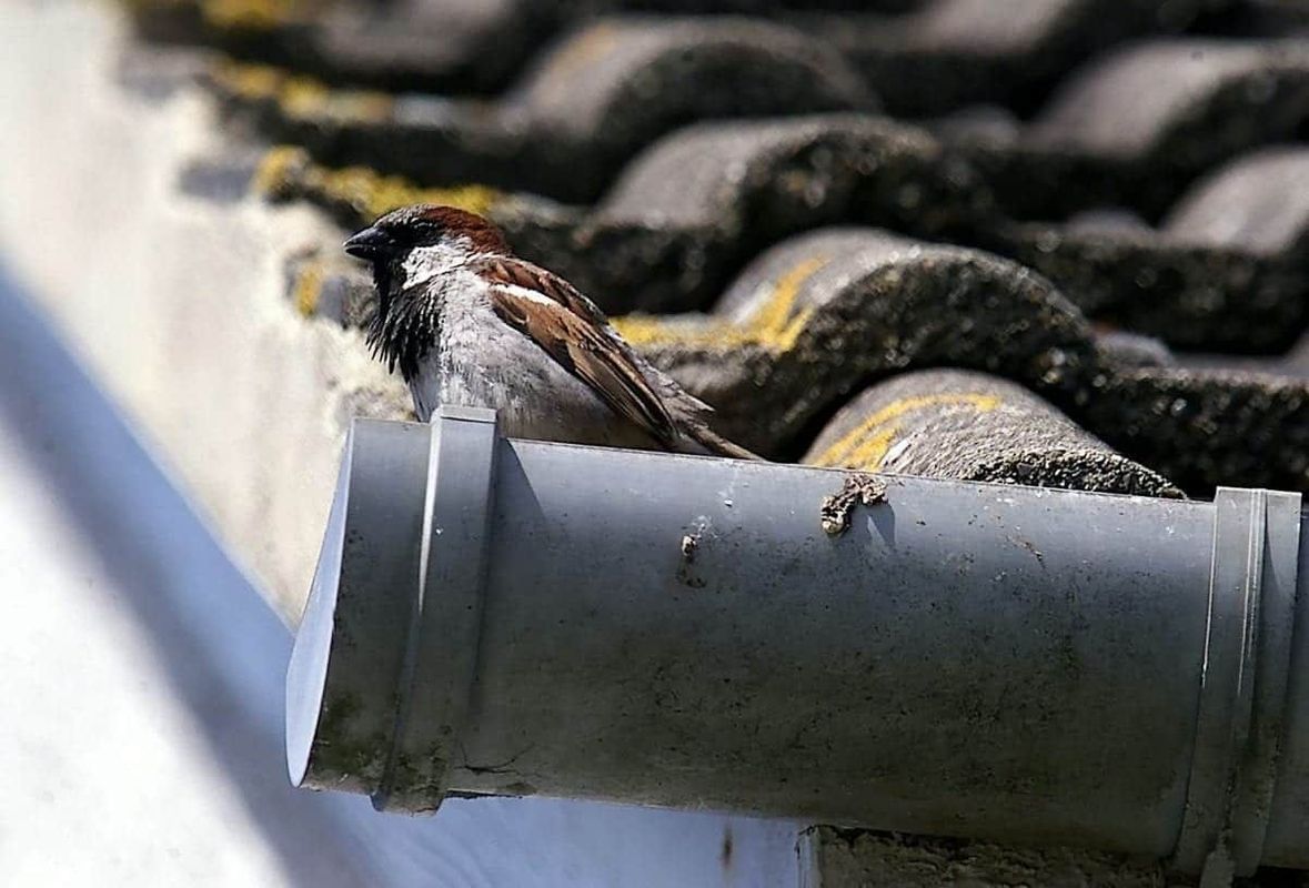 The remarkable comeback of the COCKNEY SPARROW