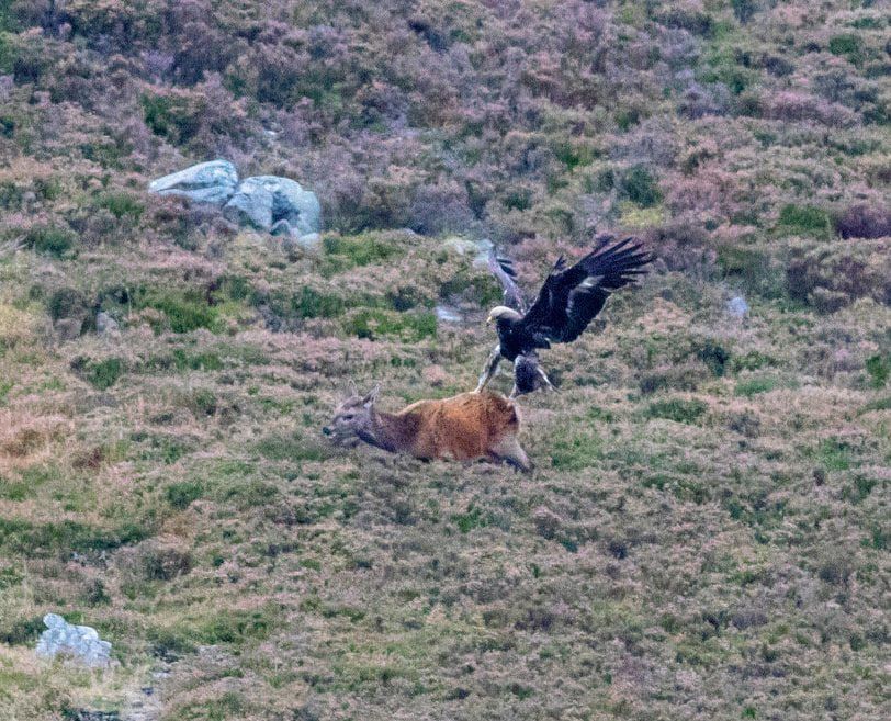 WHERE EAGLES DEER - Moment a golden eagle swooped on its prey - a DEER