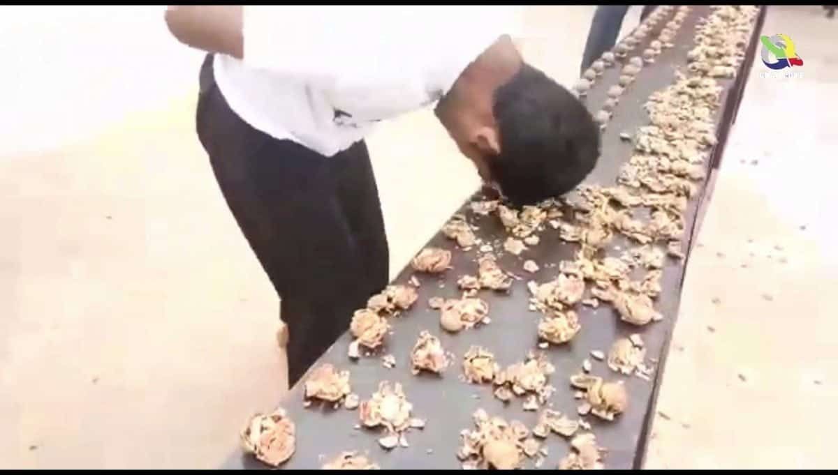 Watch: Is he nuts? Man smashes world record for smashing walnuts with ...