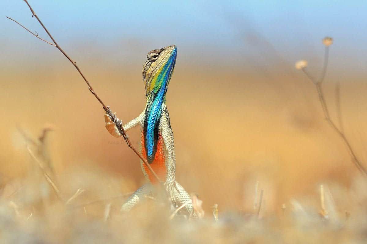 Lizard 'playing' air guitar amongst others in international nature ...