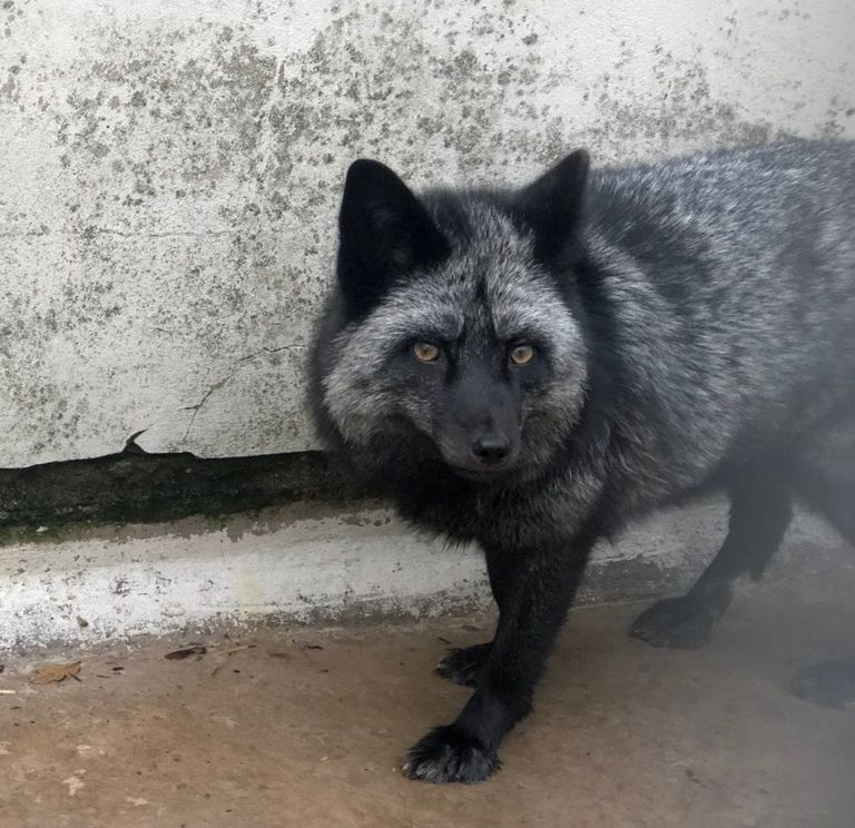 Extremely rare silver fox is being looked after by the RSPCA after it ...