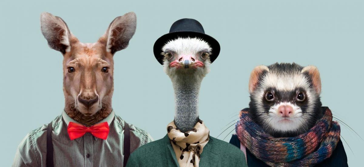 Financial animals – we are all a bit of an animal when it comes to money