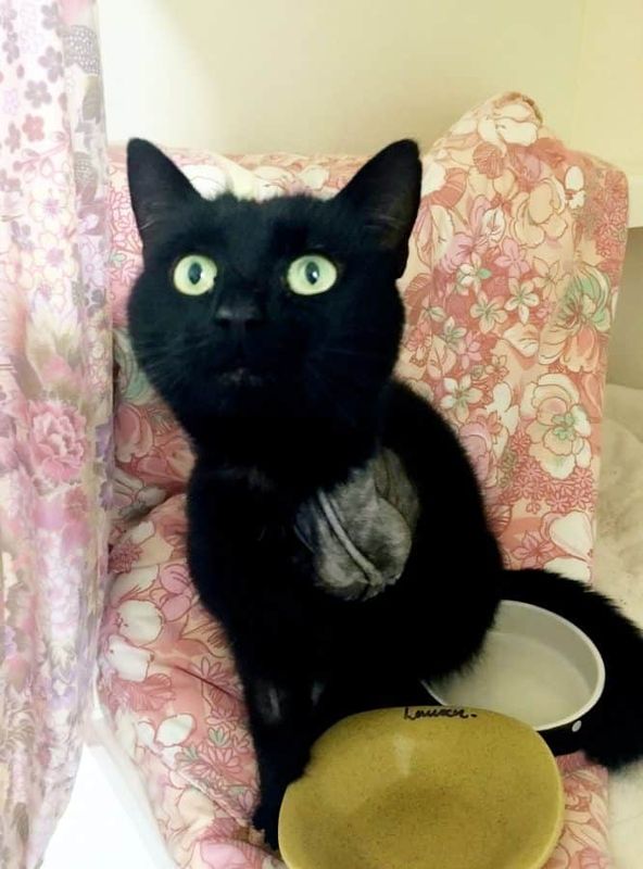 RSPCA wage war against spring traps after spate of cat injuries