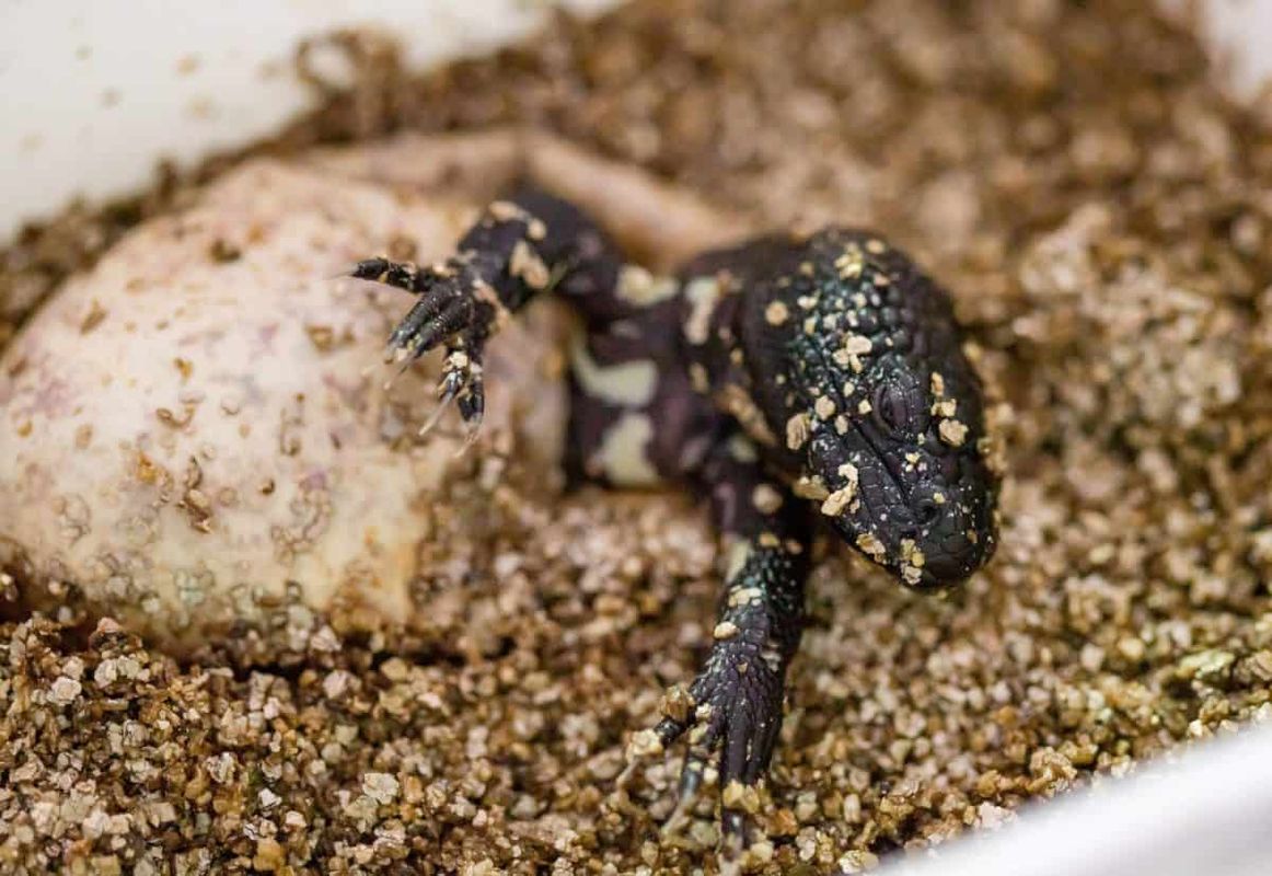 Remarkable photo shows British zoo's first ever venomous lizard ...