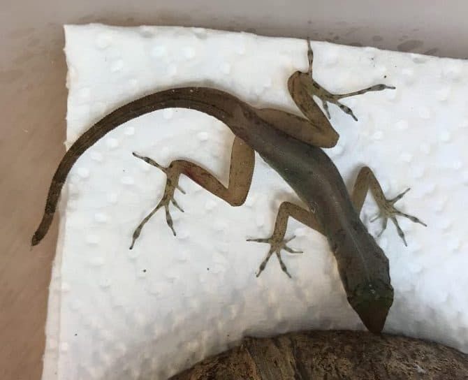 Stowaway lizard survived a 4,000 mile flight back to Britain after ...