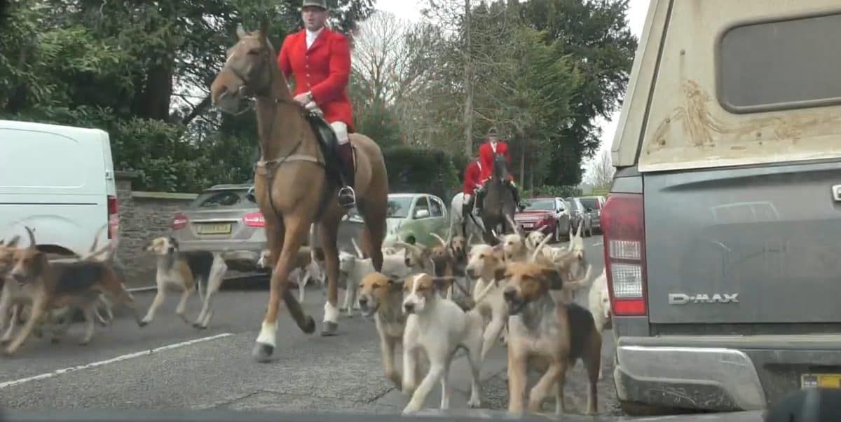 Campaigners claim to have filmed fox hunt which they say has previously ...