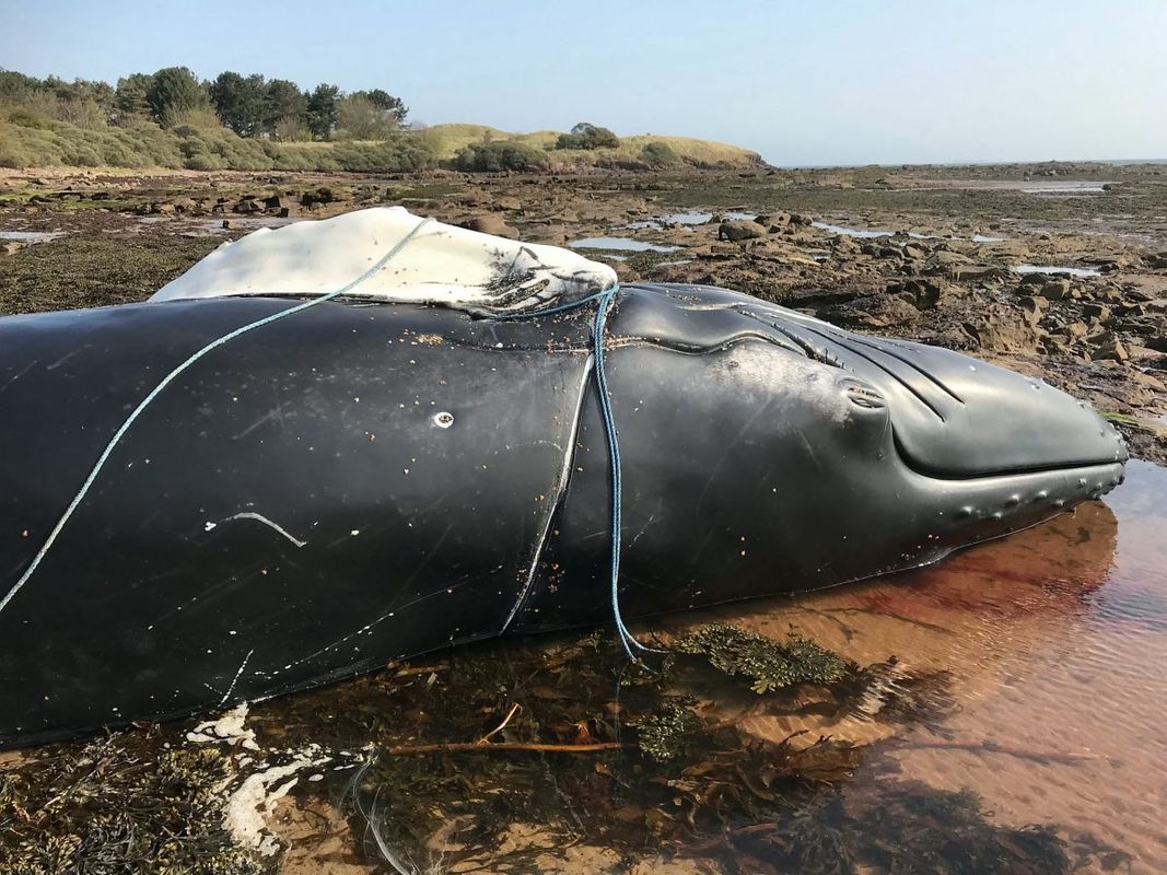 Humpback whale entangled in rope washed up on beach