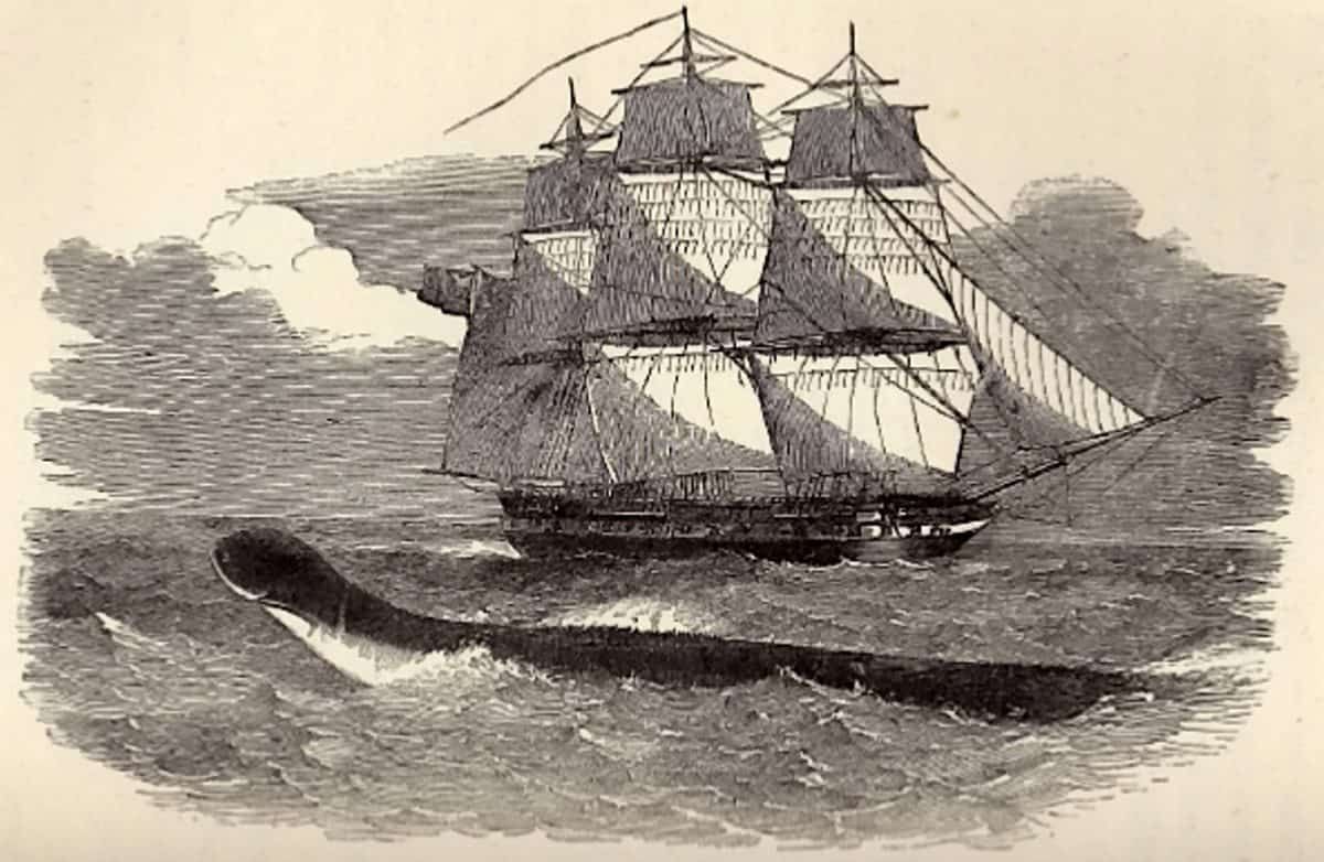 Sightings of sea monsters by sailors directly influenced by discovery ...