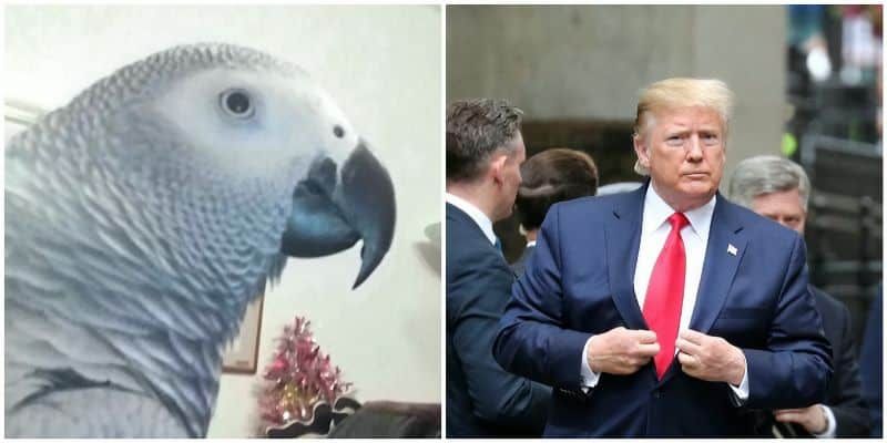 Watch - Parrot shouts "Trump's a w*nker" at TV