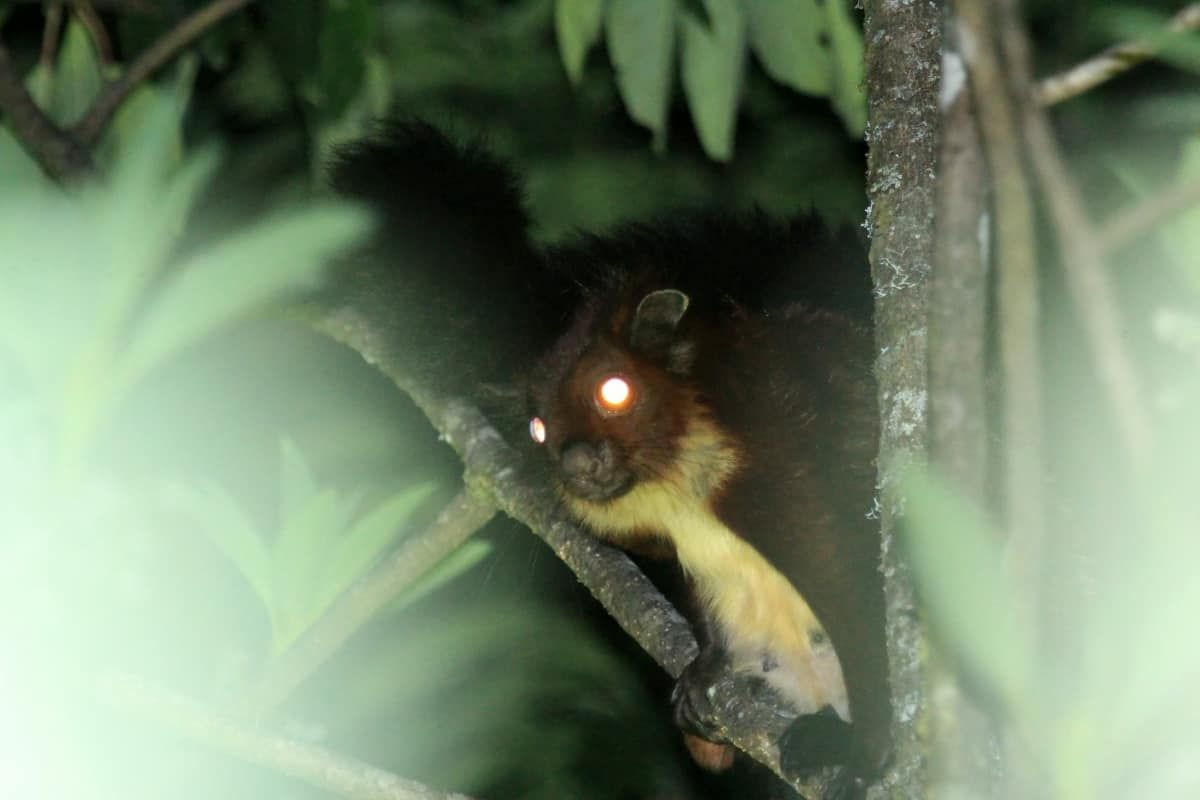 New species of flying squirrel added to world's rarest animals list