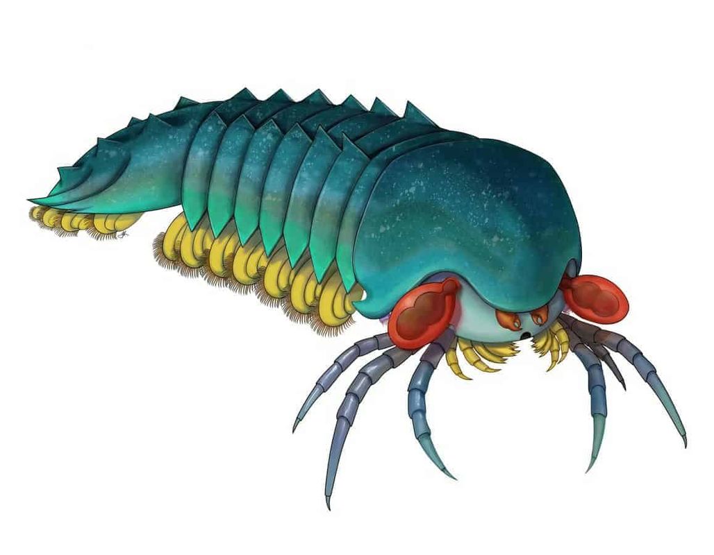 This half-a-billion-year-old vicious predator is the earliest known ...