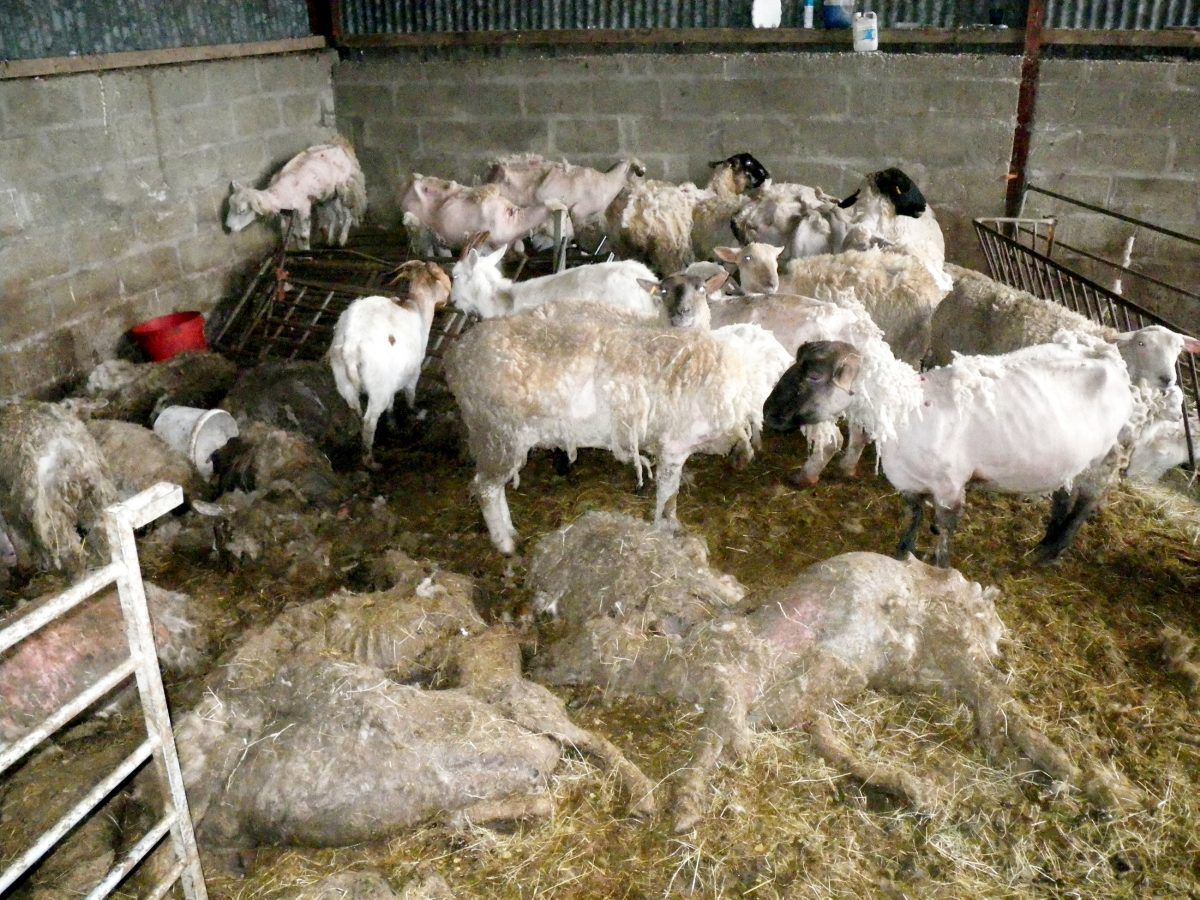 Owner of farm dubbed 'hell farm’ by RSPCA appeals appeals charges of ...