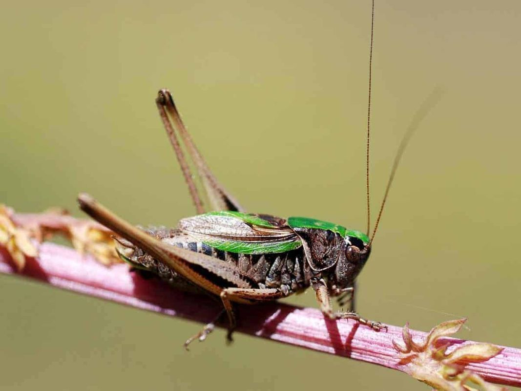 British insects migrating north at rate of 100 feet a day due to ...