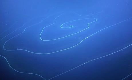 Longest creature to have ever lived has been discovered