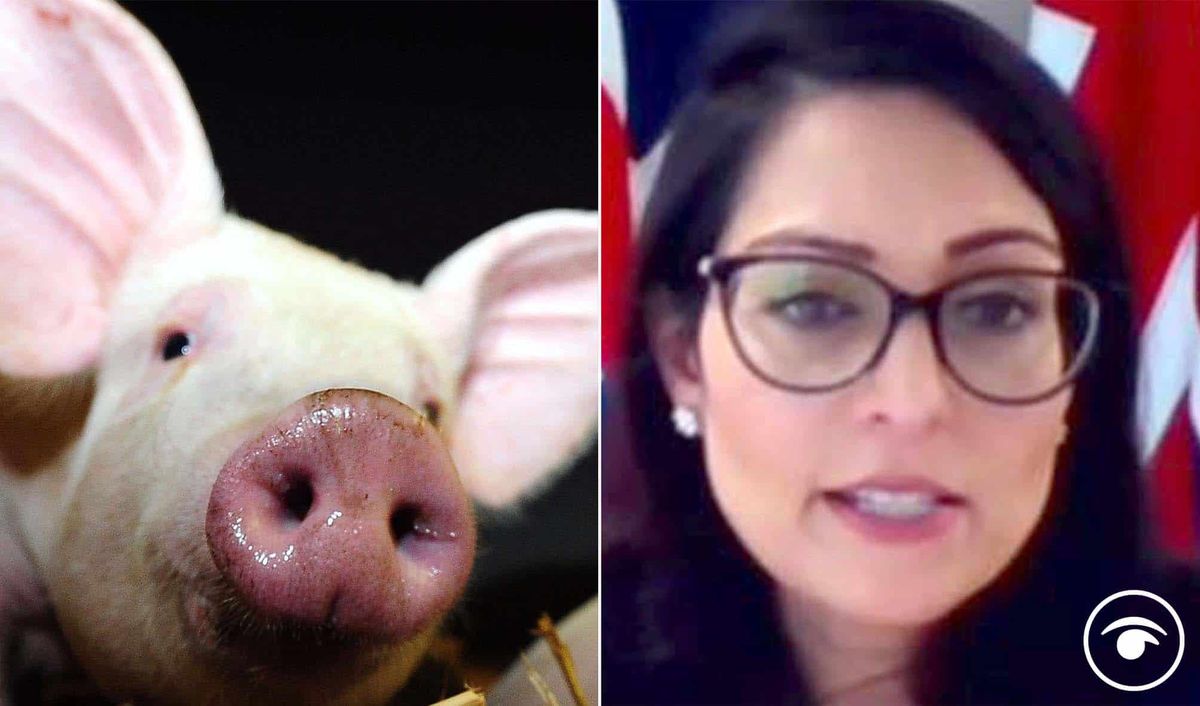 Brexit: Farmers face killing 100,000 pigs due to staff shortage