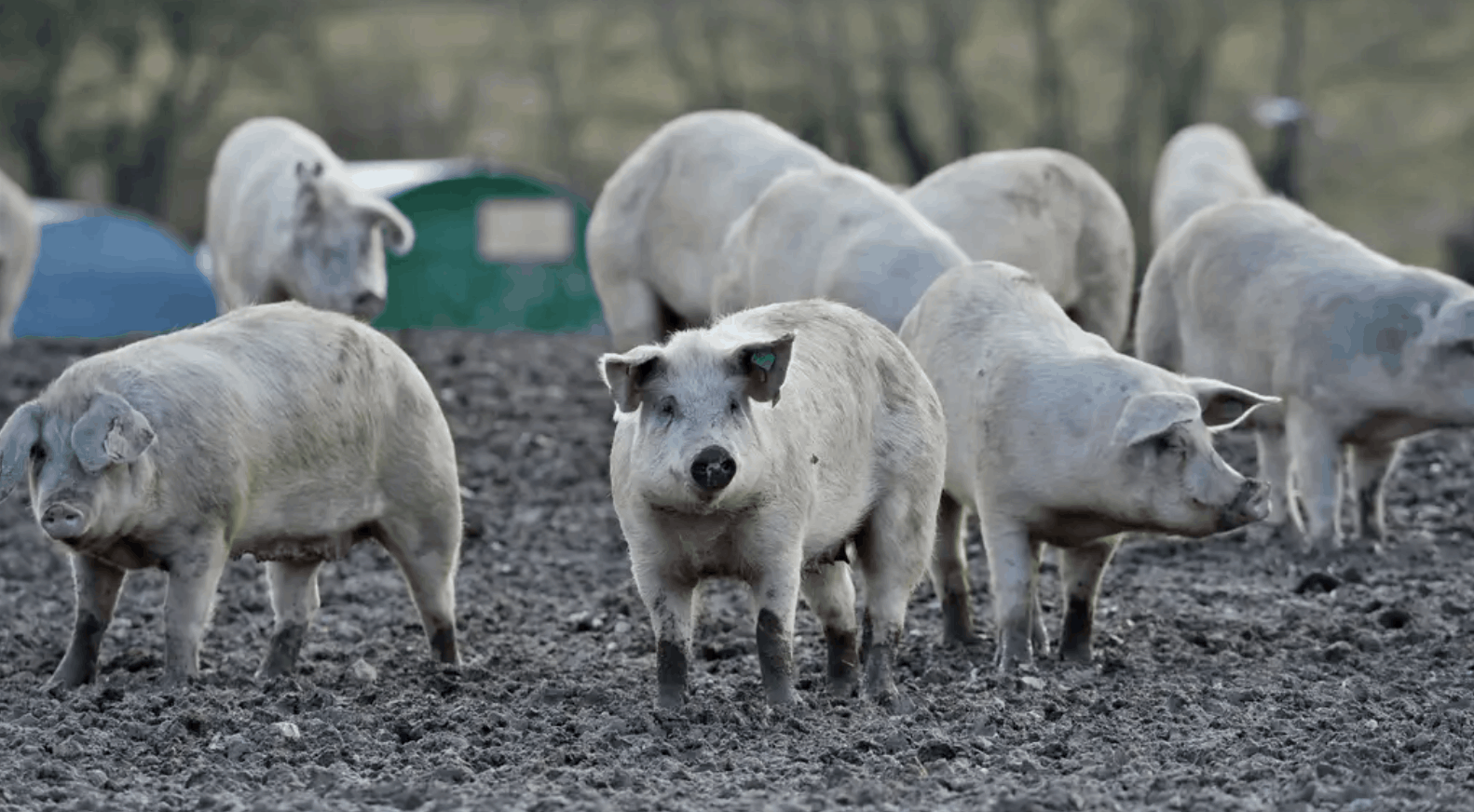 Cheap European pork floods UK market as mass pig cull begins