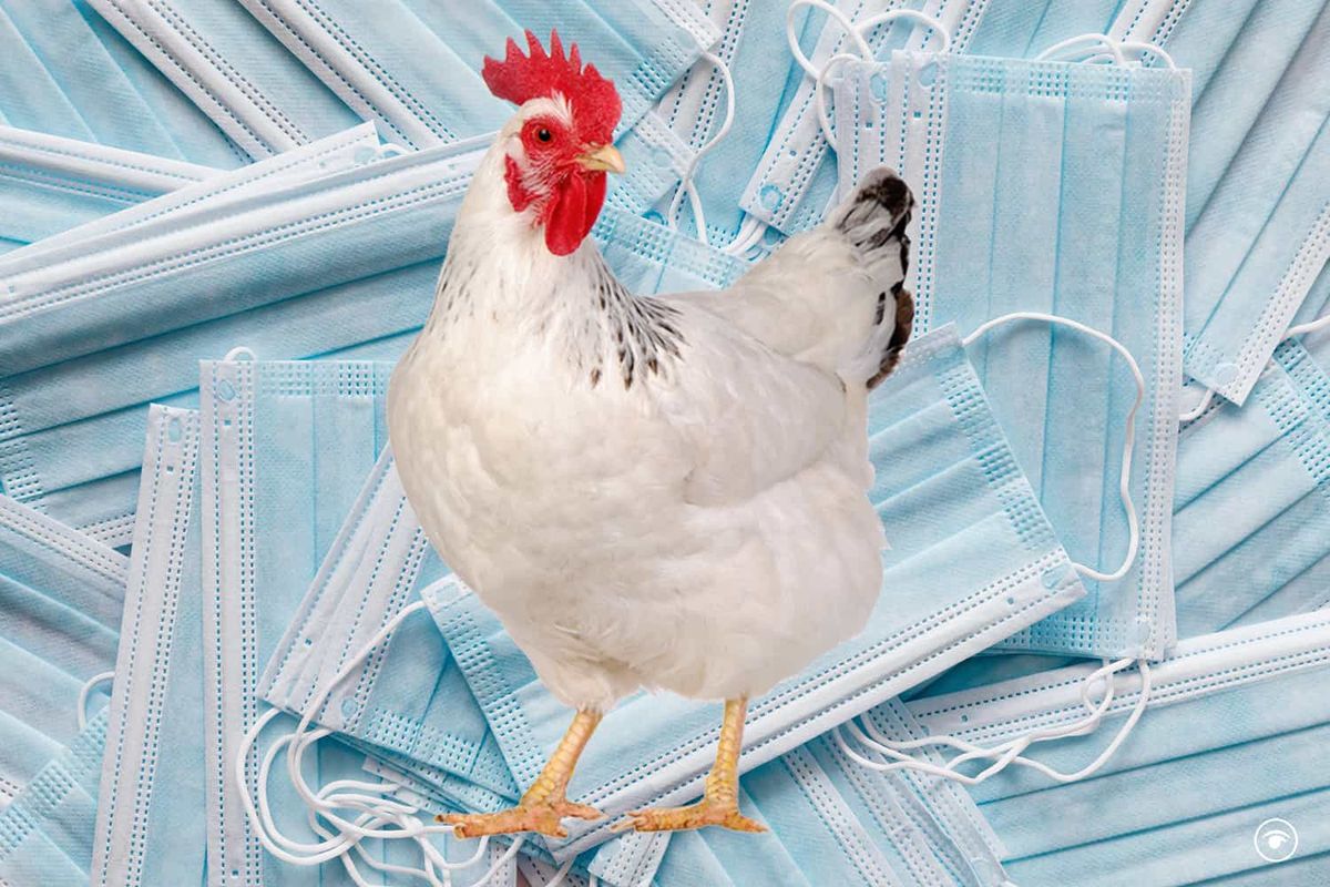 Watch: talkRADIO host suggests chickens wear masks to combat bird flu