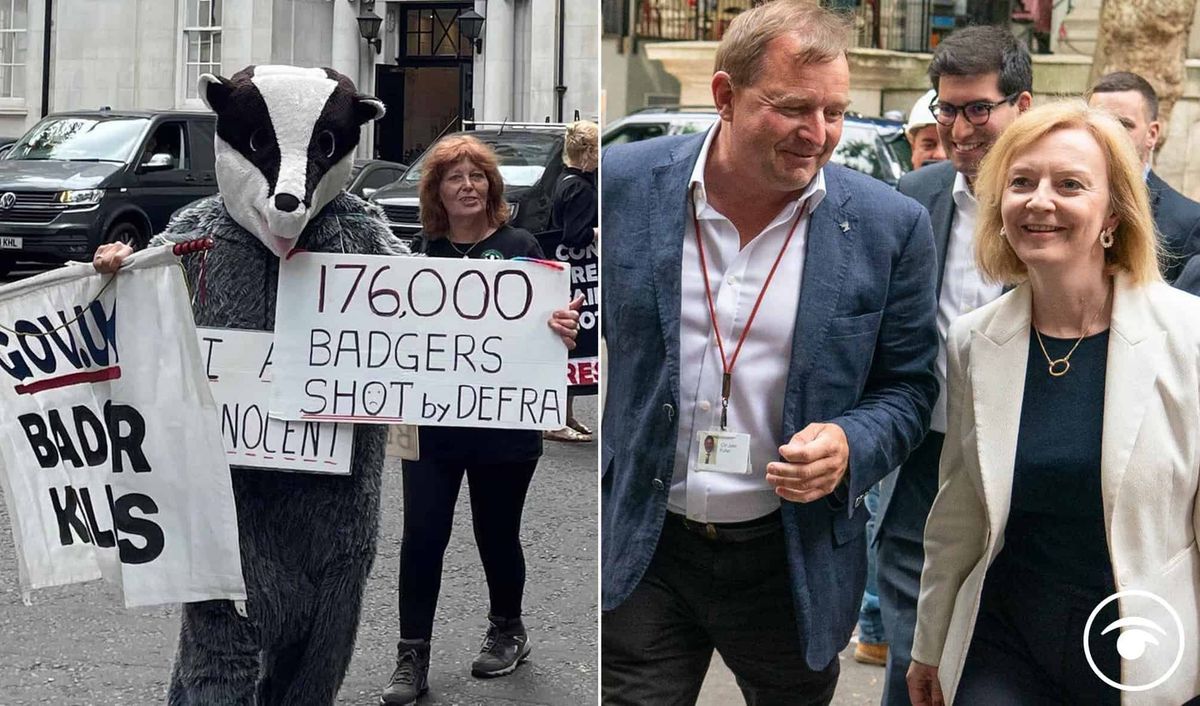 Truss Badgered by Badger cull protesters