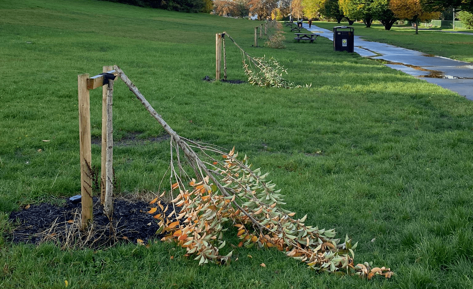 Mindless vandals snap entire row of trees in half