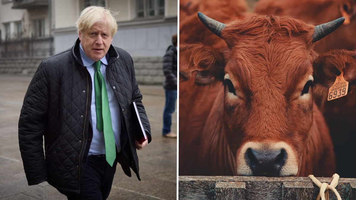 Johnson relaxing by 'painting cows' since resigning as PM
