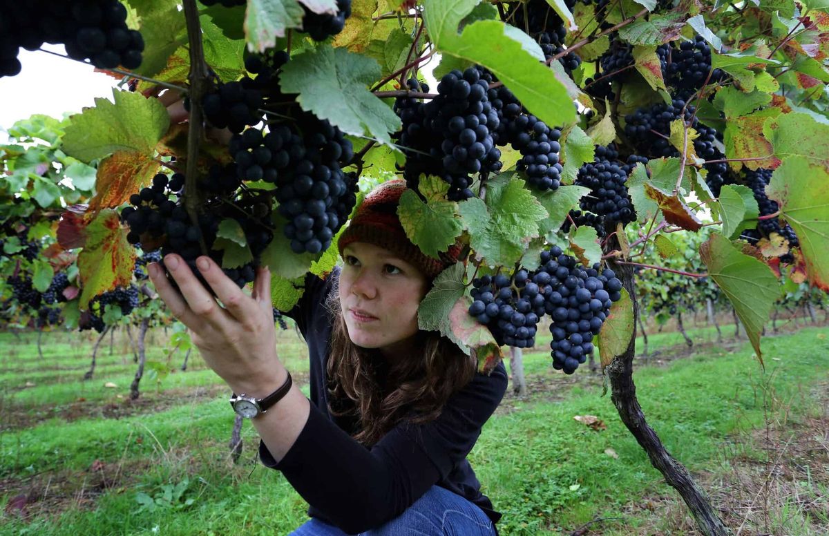 New grape variety offers hope for full-bodied British reds