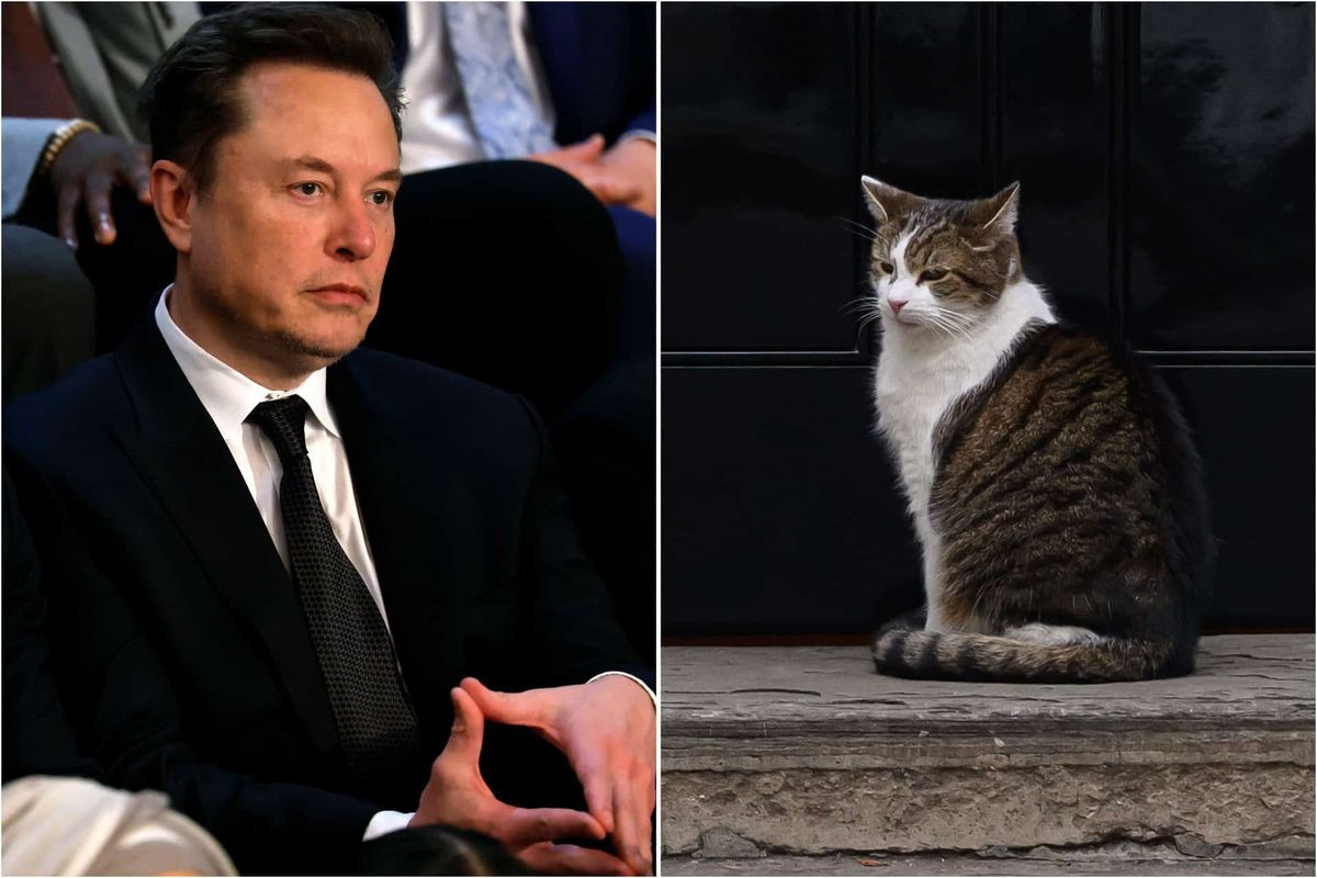 Elon Musk schooled on free speech by Larry the Cat Elon Musk schooled on free speech by Larry the Cat