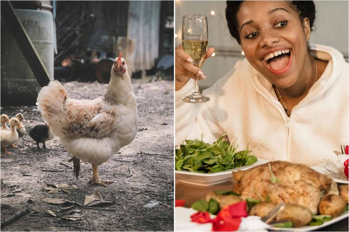 Government orders people to register chicken ownership