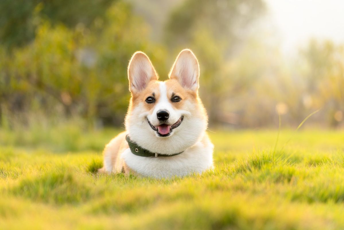 PawChamp App Brings 24/7 Dog Wellness and Health Care to Dog Owners