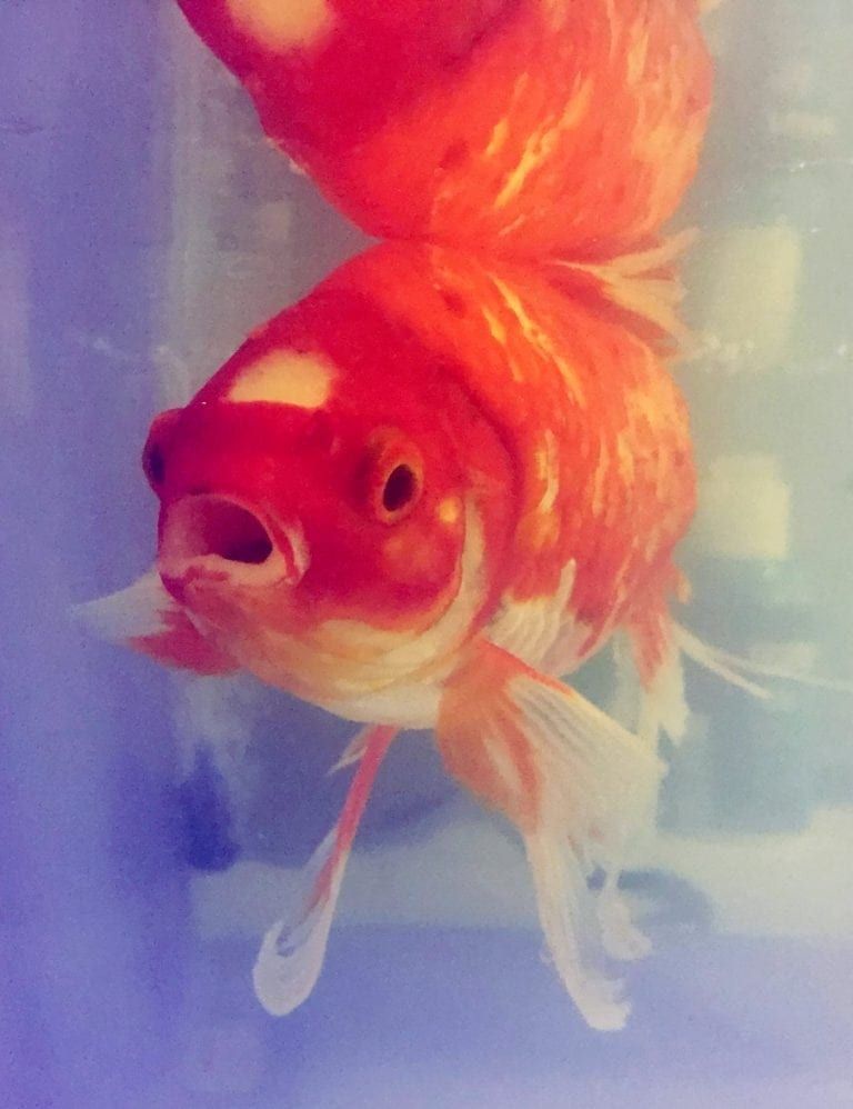 Finding Nemo: Goldfish survives 20 minutes out of water