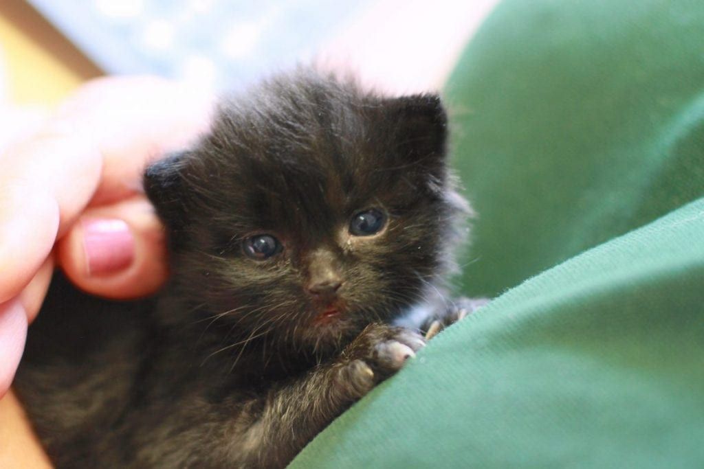 CLAWS TO DEATH - Five newborn kittens narrowly escaped being crushed to ...