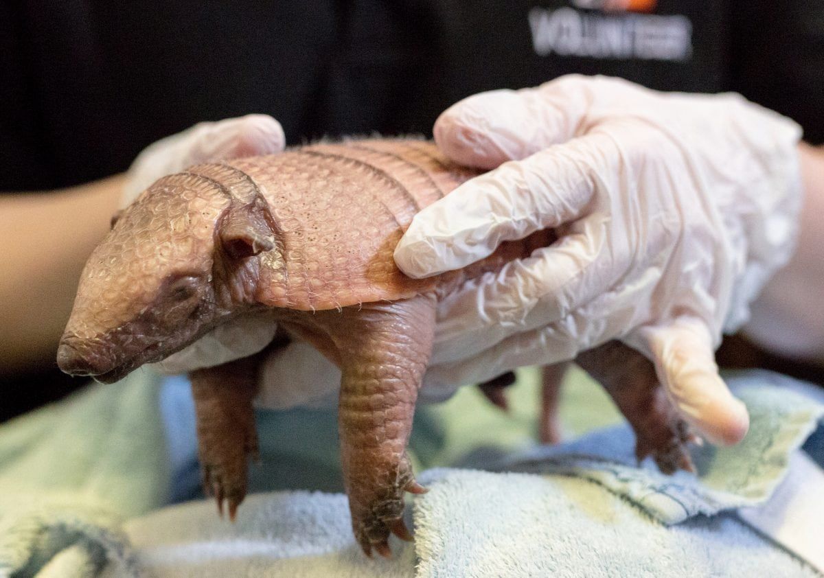 Photos: Baby armadillo born in Newquay zoo