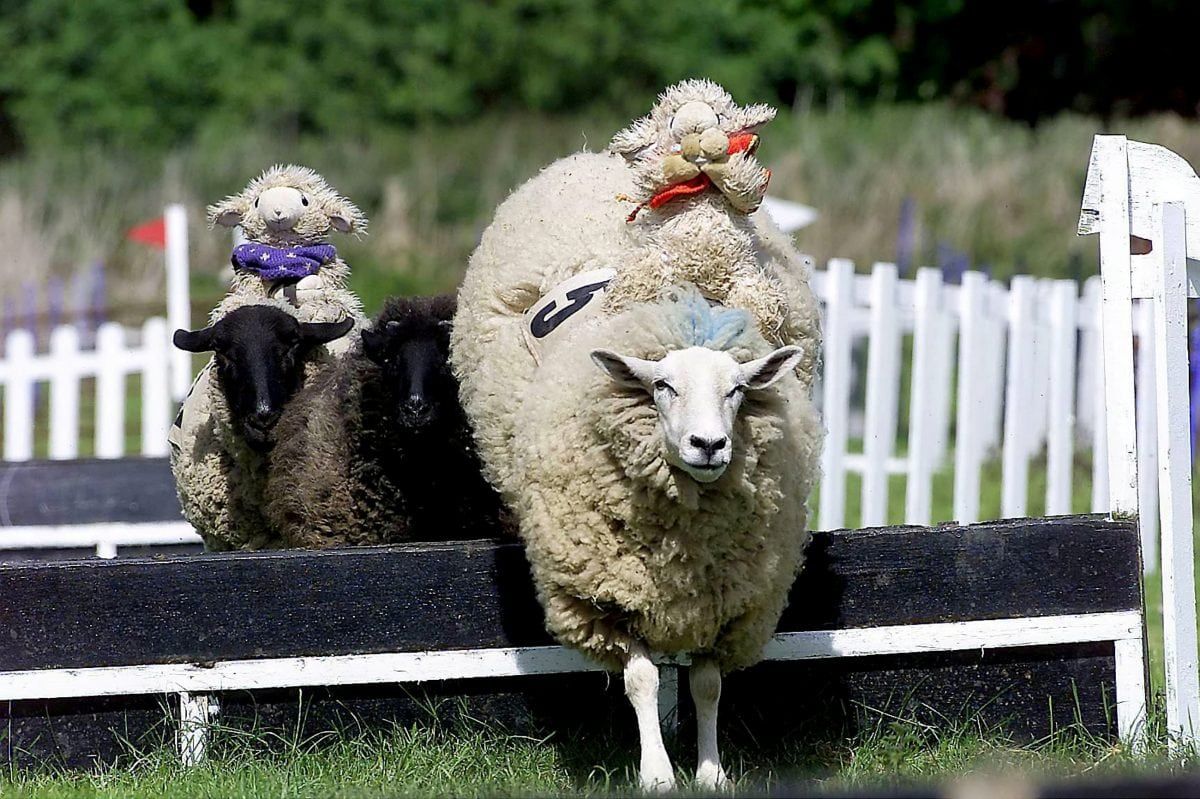 Traditional sheep race axed for the first time in 30 years after owners ...