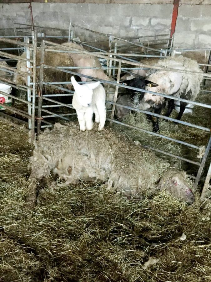 Shocking photos released as "farm from hell" farmer jailed