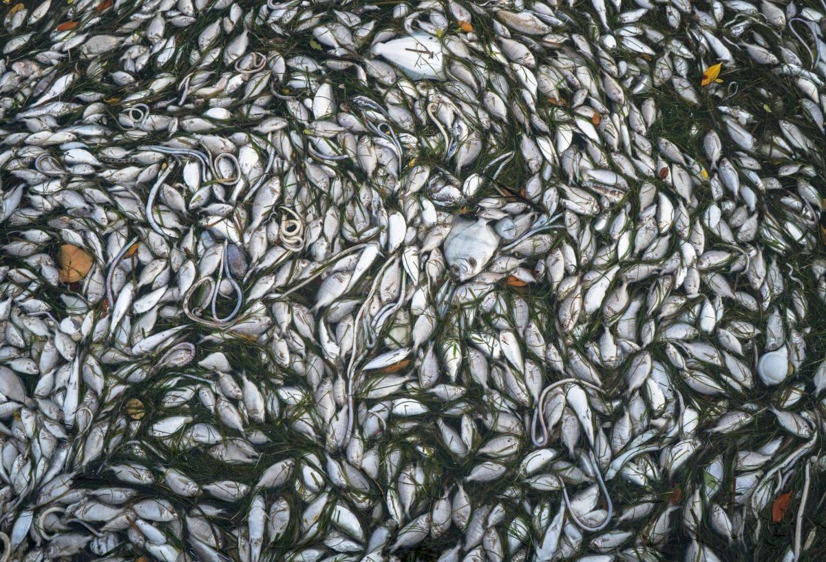 Shocking images show corpses of sea turtles, dolphins & manatees killed ...