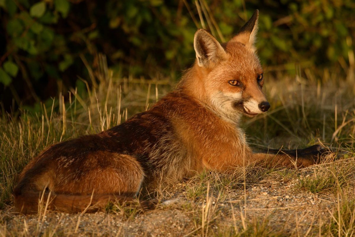 Amazing photographs show mischievous fox appearing to smile for the camera