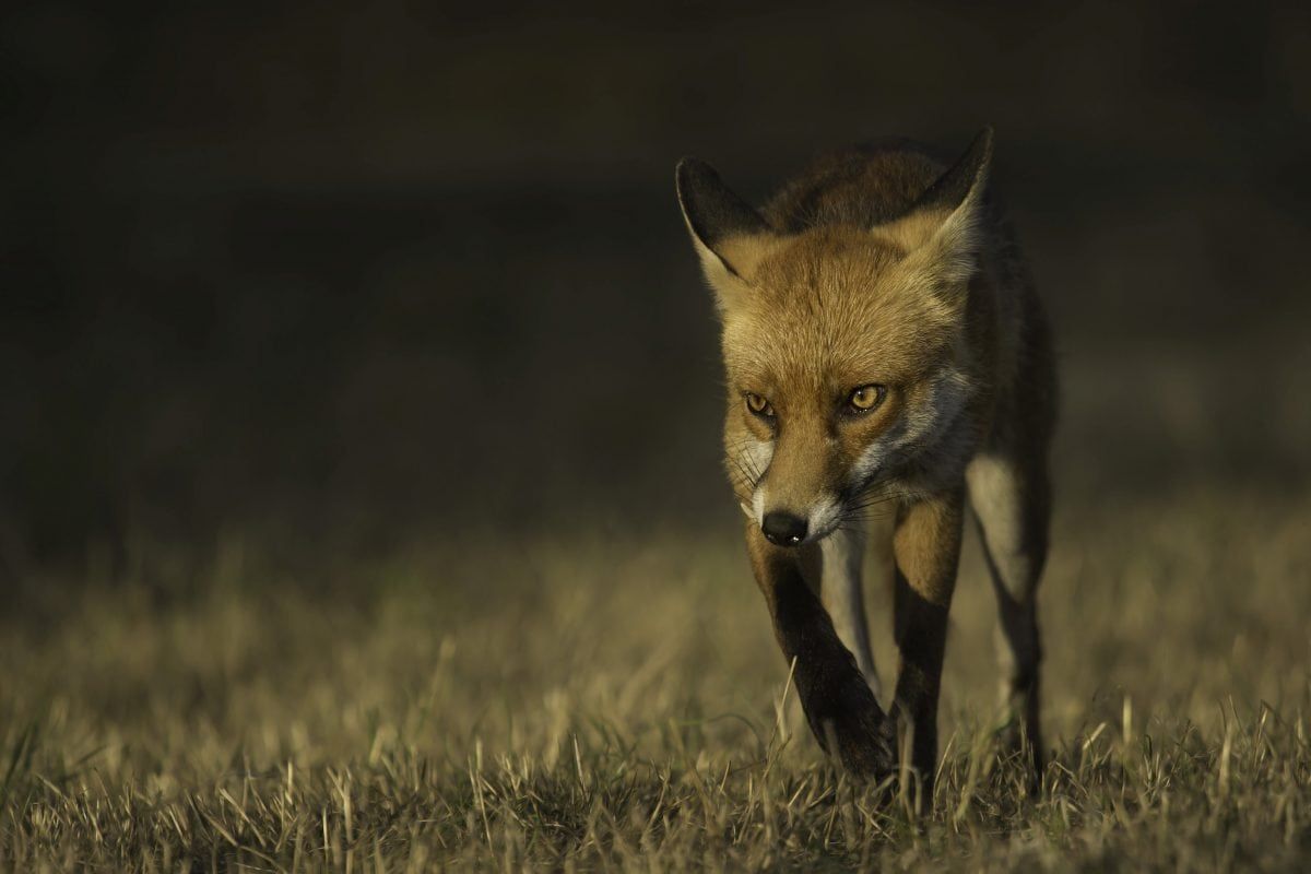 Amazing photographs show mischievous fox appearing to smile for the camera